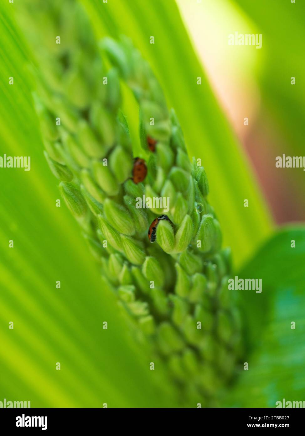 Ladybirds, red spotted beetles, protecting the Corn plant Tassel ...