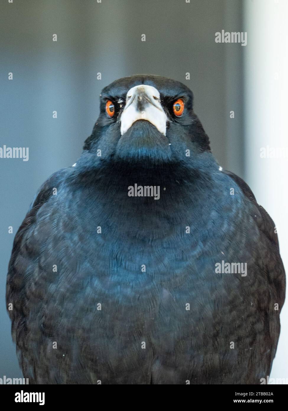 Maggie bird hi-res stock photography and images - Alamy