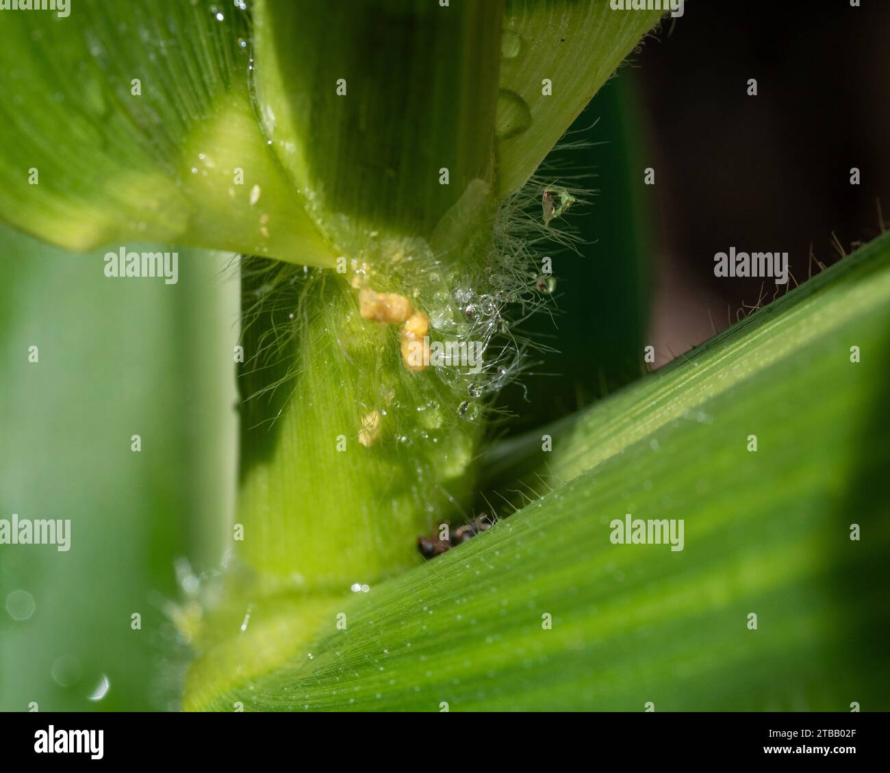 Water drops stuck to the hairs of the green corn plant leaves and stem ...