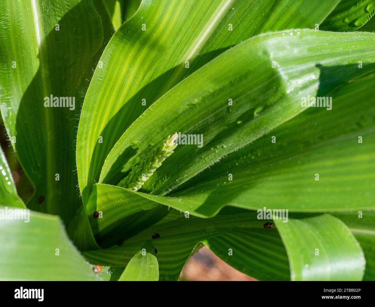 Corn growth stages hi-res stock photography and images - Alamy