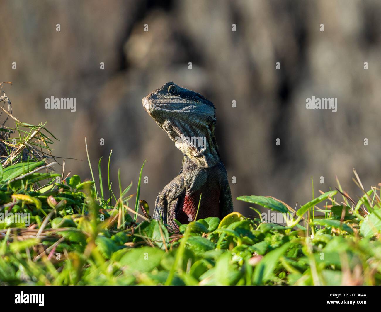 Eastern Water Dragon, Australian lizards, red upper belly, head turned ...