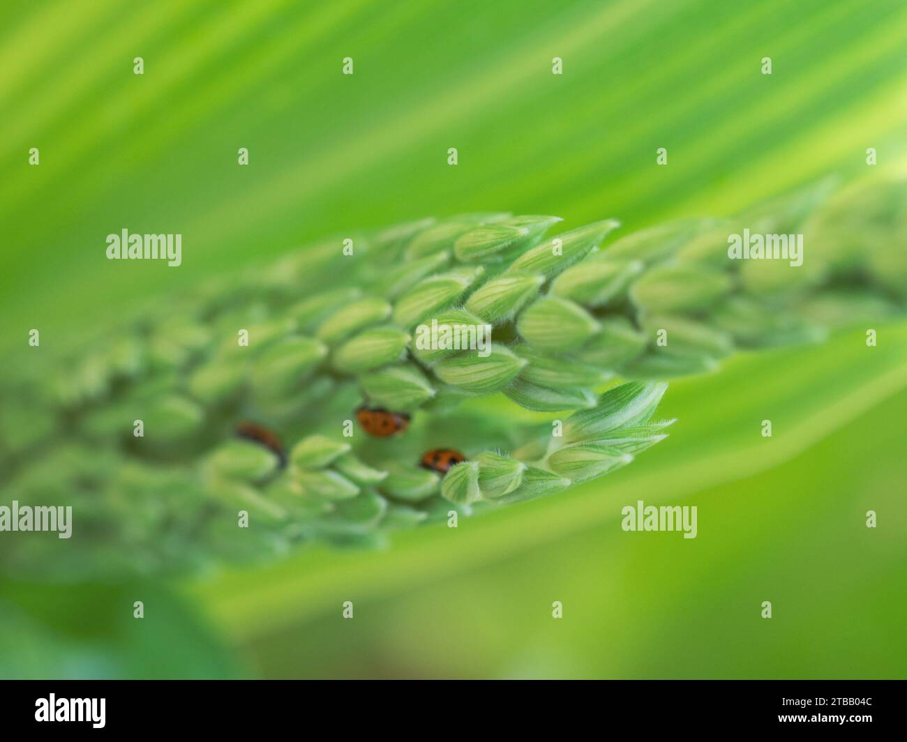 Ladybirds, red spotted beetles, protecting the Corn plant Tassel ...