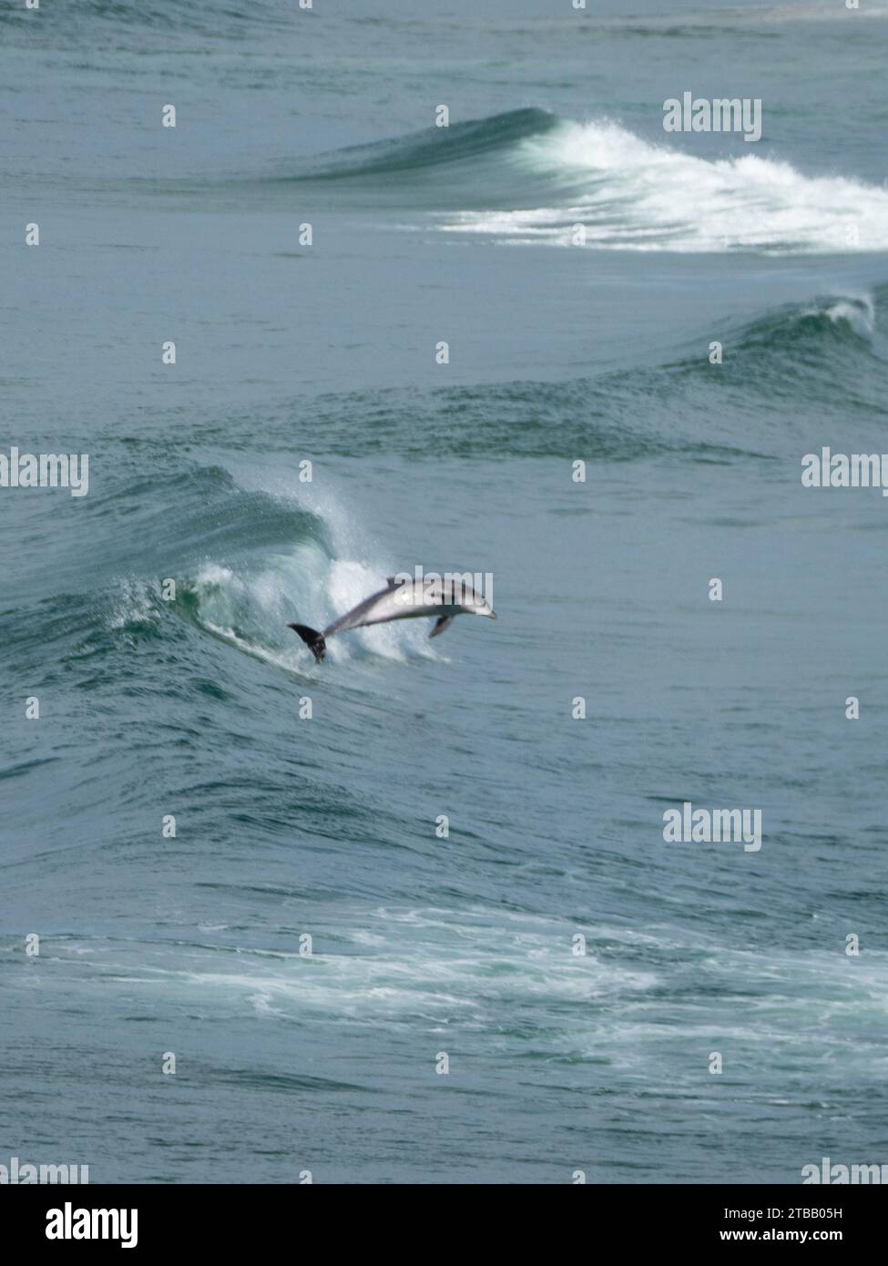 A Bottlenose Dolphin flying through the air taking a leap out of a wave ...