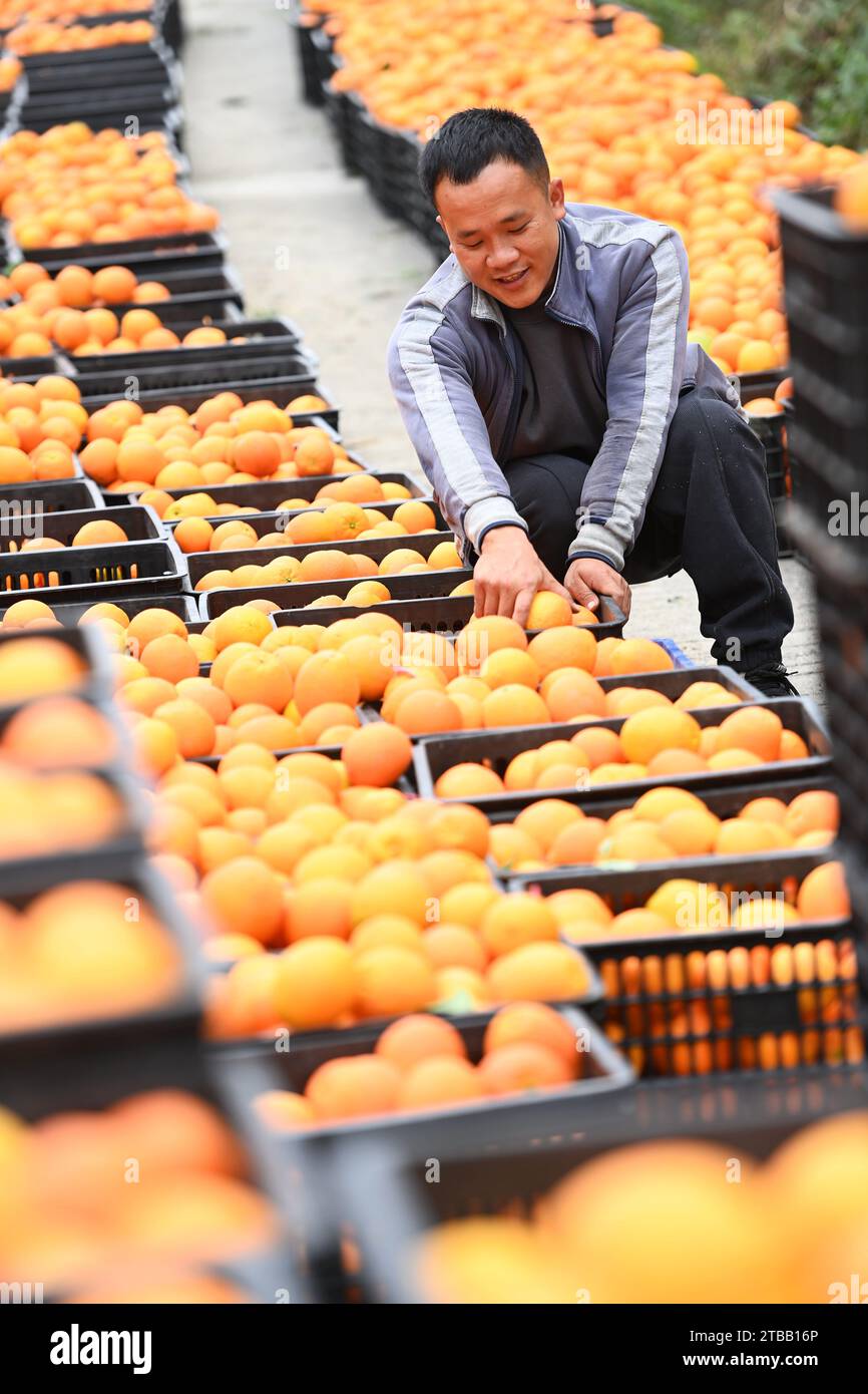 Beijing, China. 5th Dec, 2023. A villager sorts navel oranges at a ...