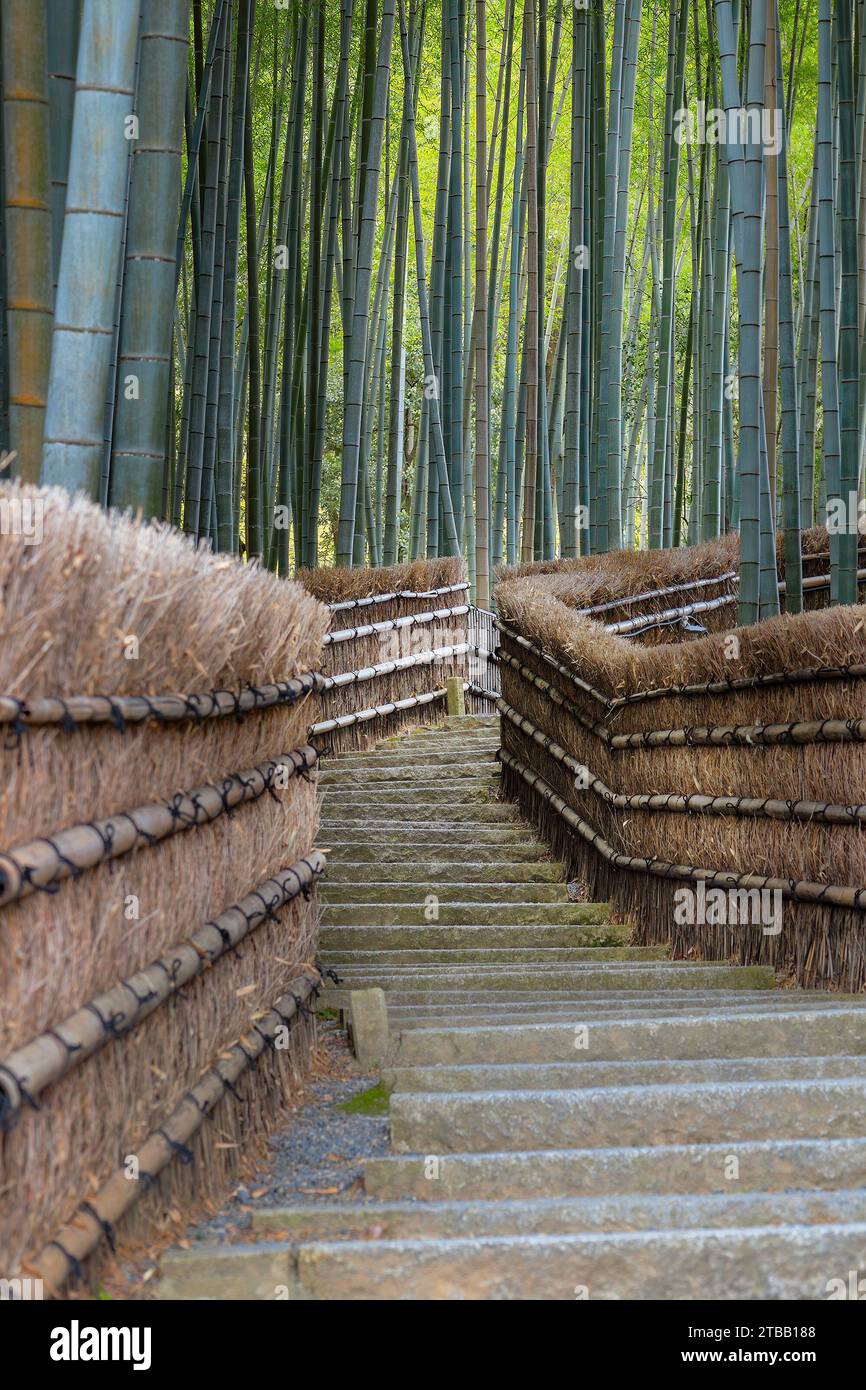 A Bamboo Grove at Adashino Nenbutsuji Temple in Kyoto, Japan Stock ...