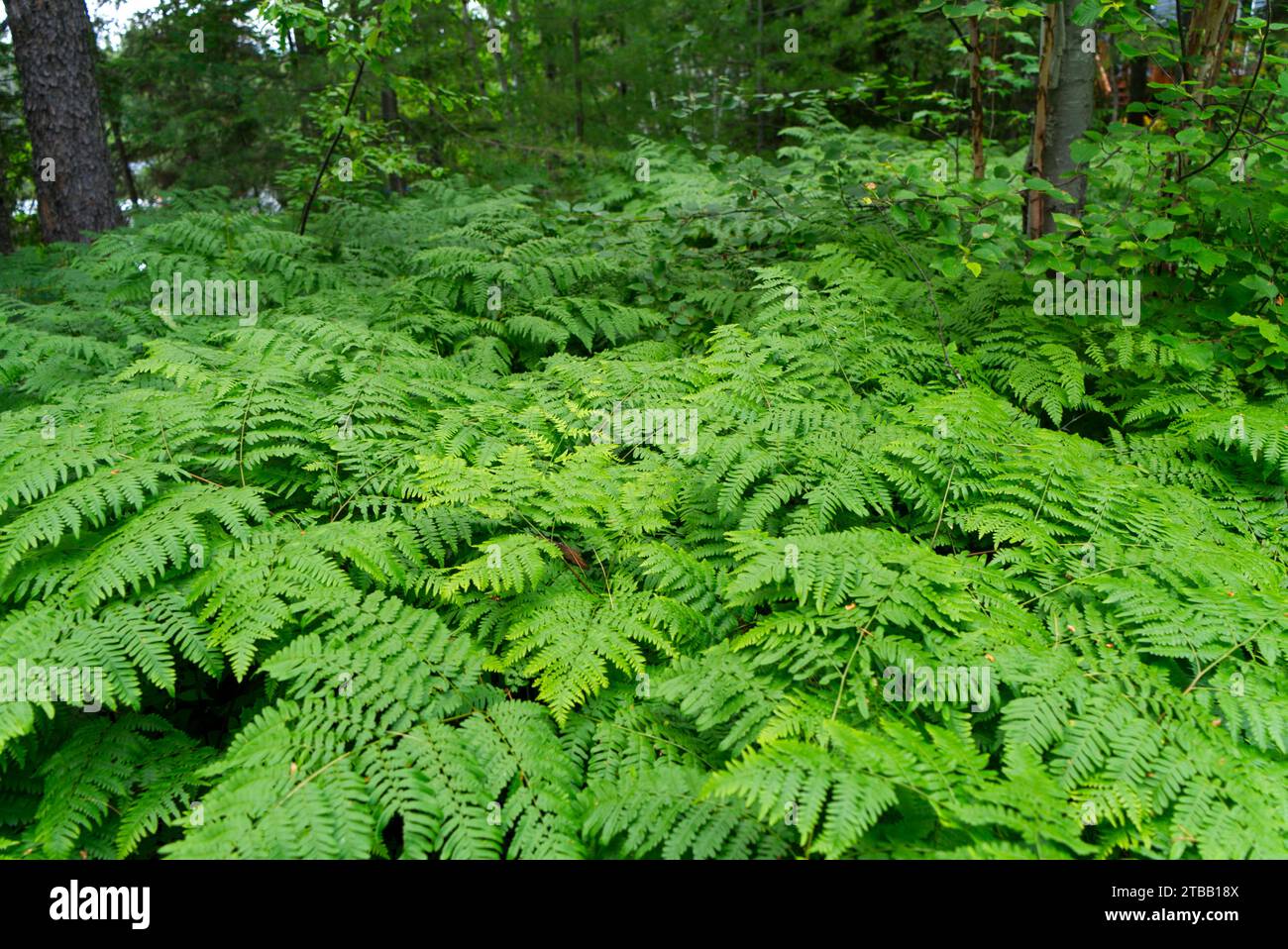 Fern, Lac Brochet, Falardeau, Summer, Québec, Canada, Green fern forest ...