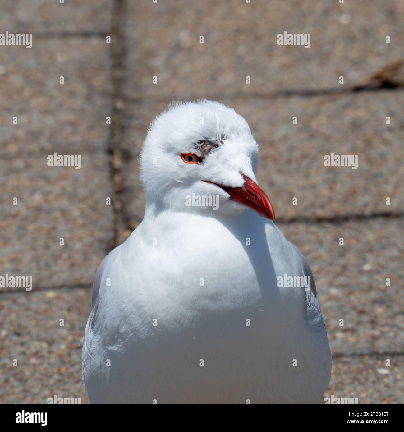 Scared seagull hi-res stock photography and images - Alamy