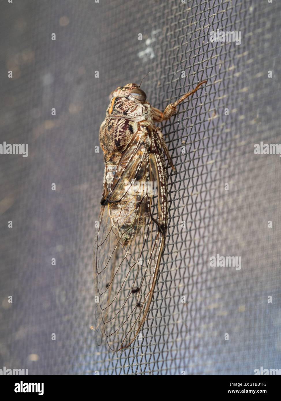 Cicada ‘Floury Baker’ Australian native insect on a wire mesh fly ...