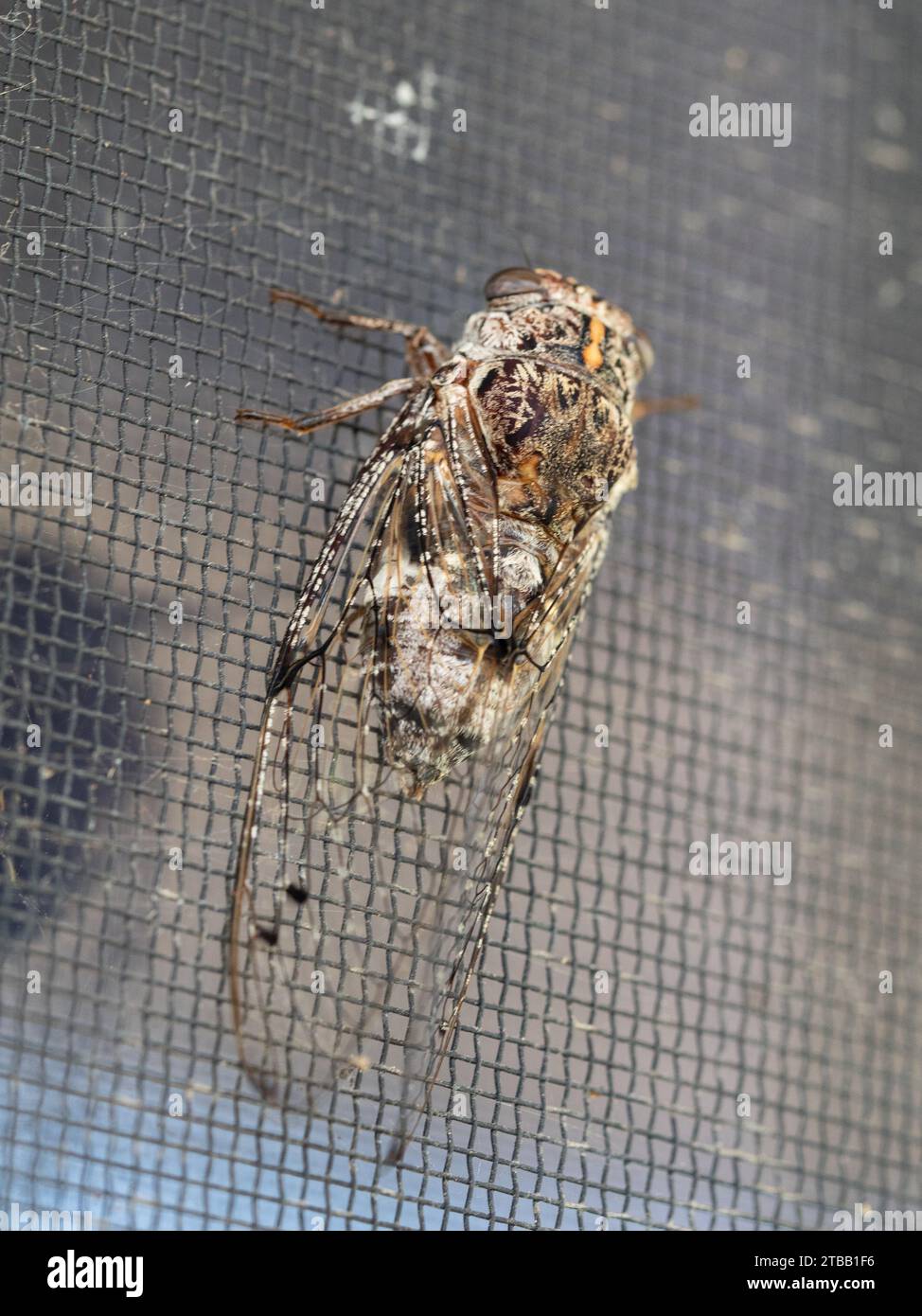 Cicada ‘Floury Baker’ Australian native insect on a wire mesh fly ...