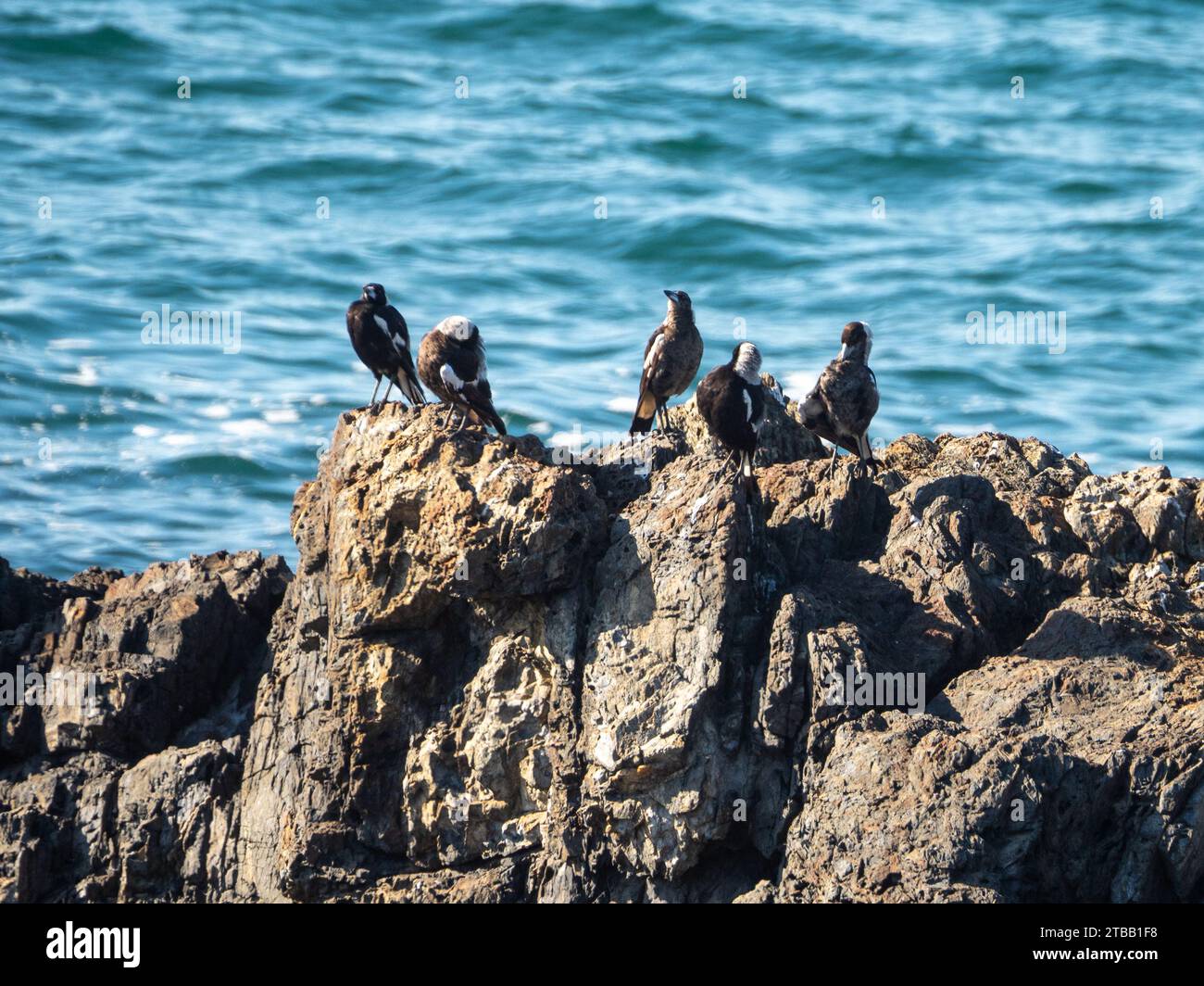 Australian Magpies, a chorus of songbirds singing on the rocks ...