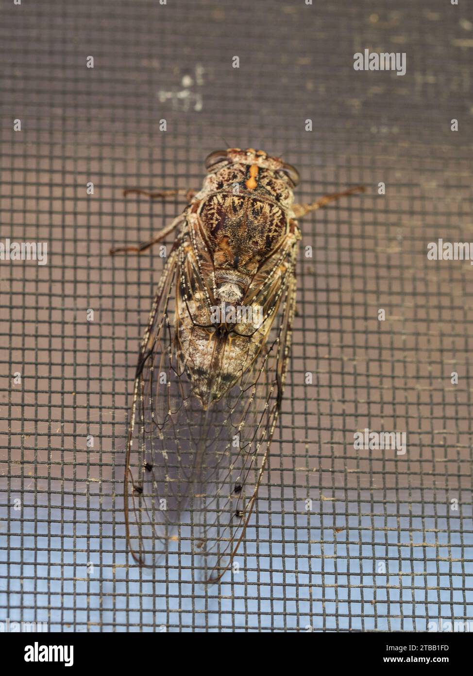 Australian cicadas hi-res stock photography and images - Alamy