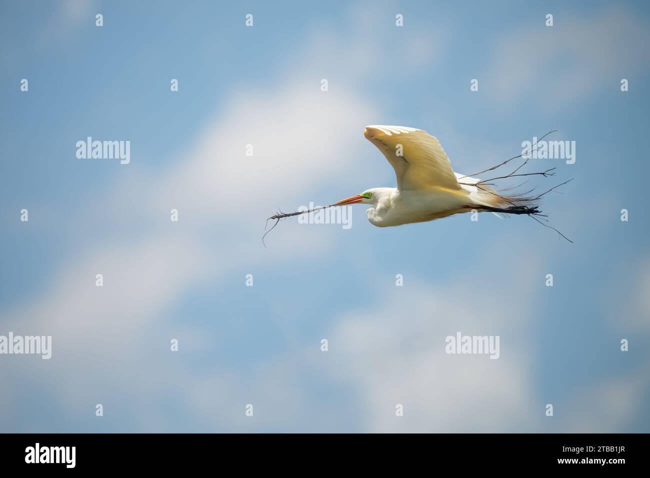 Intermediate Egret in breeding colors in flight with nest building ...