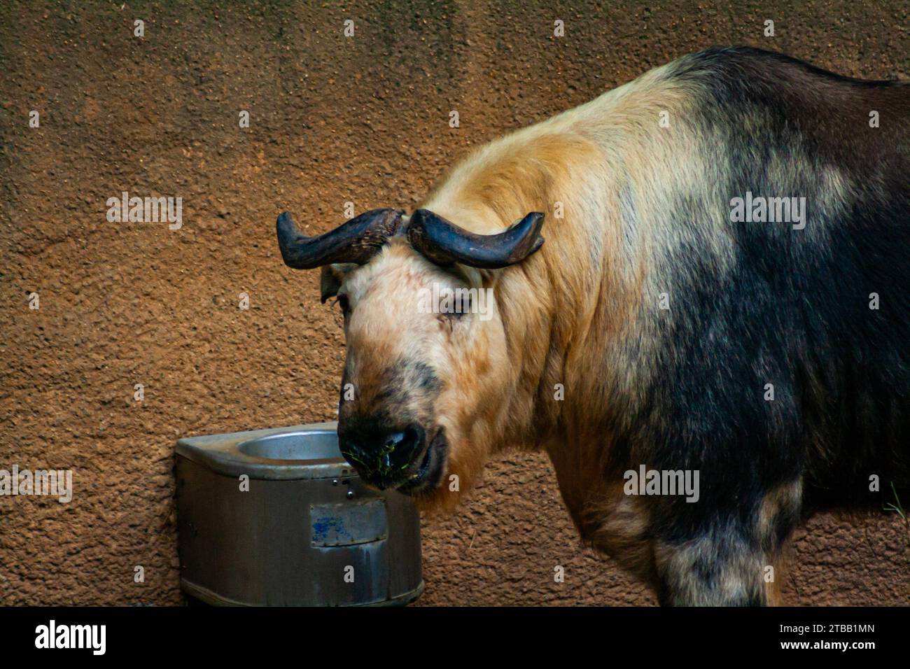 Tibetan takins hi-res stock photography and images - Alamy