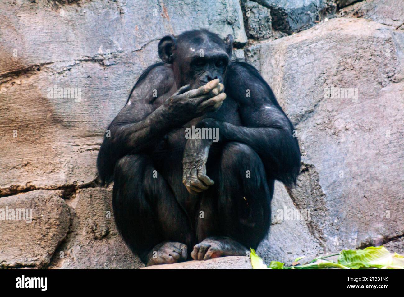 A chimpanzee picking its nose, Pan troglodytes Stock Photo - Alamy