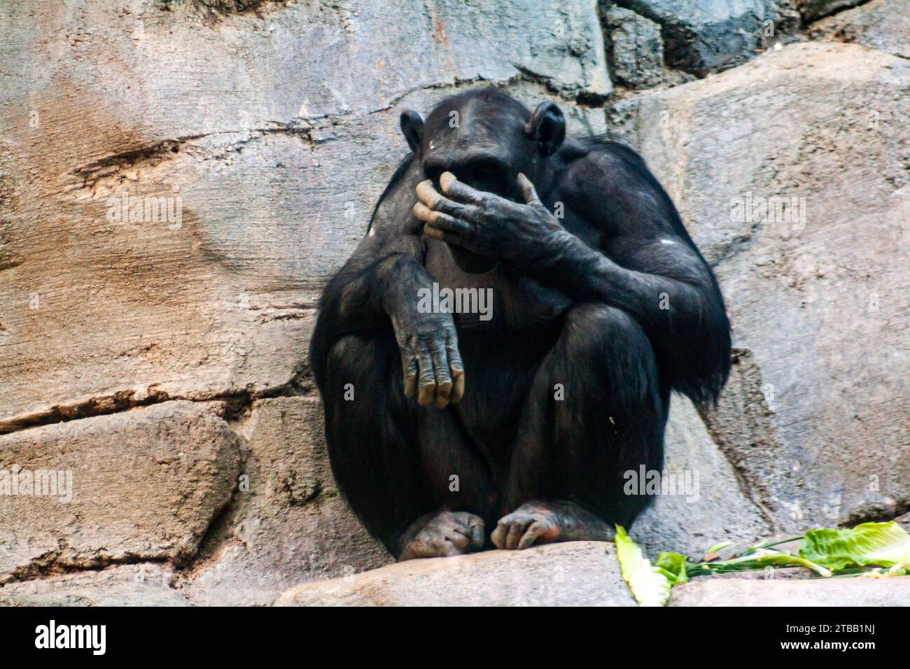 Chimpanzee cute expression zoo hi-res stock photography and images - Alamy
