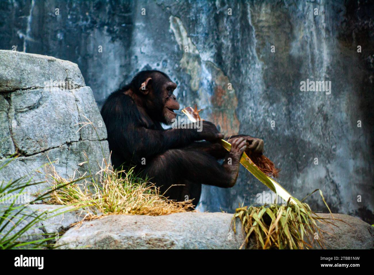 Chimpanzee eating a leaf, Pan troglodytes Stock Photo - Alamy