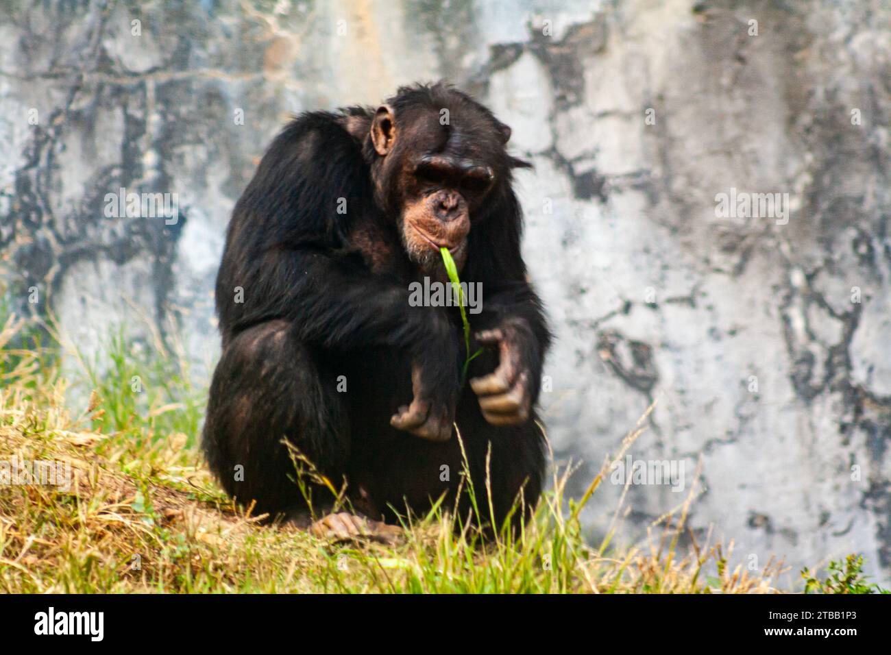 Chimpanzee eating a leaf, Pan troglodytes Stock Photo - Alamy