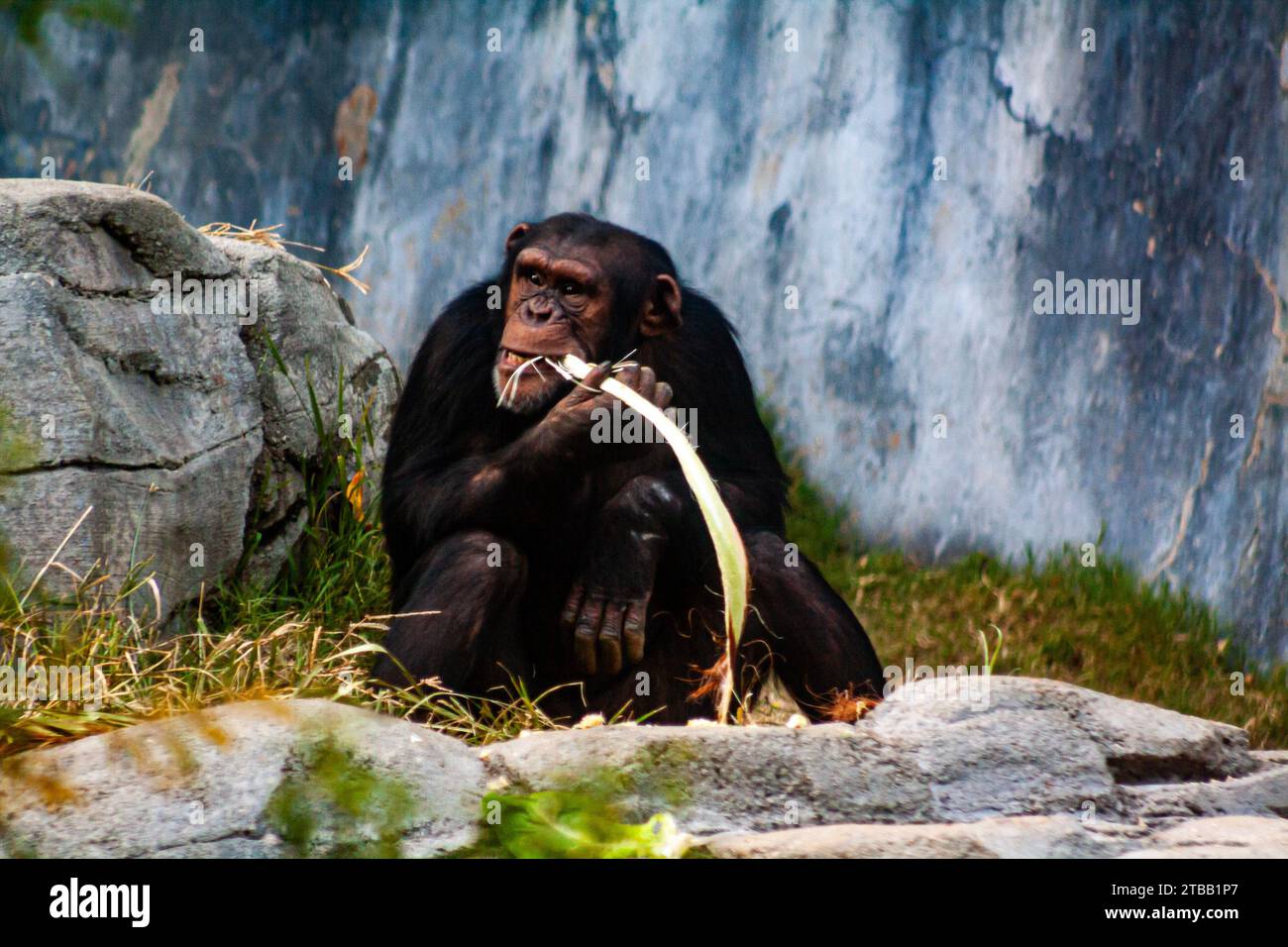 Chimpanzee eating a leaf, Pan troglodytes Stock Photo - Alamy