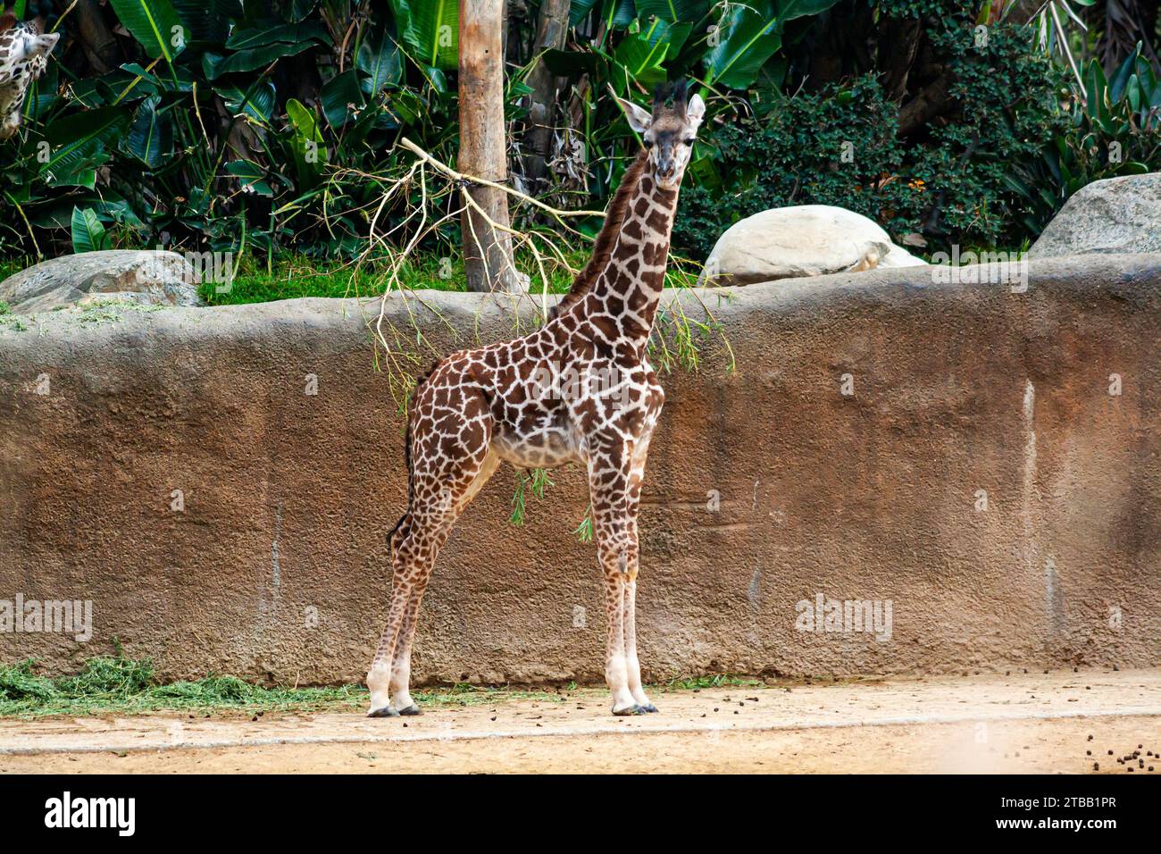 Giraffe hoof hi-res stock photography and images - Alamy