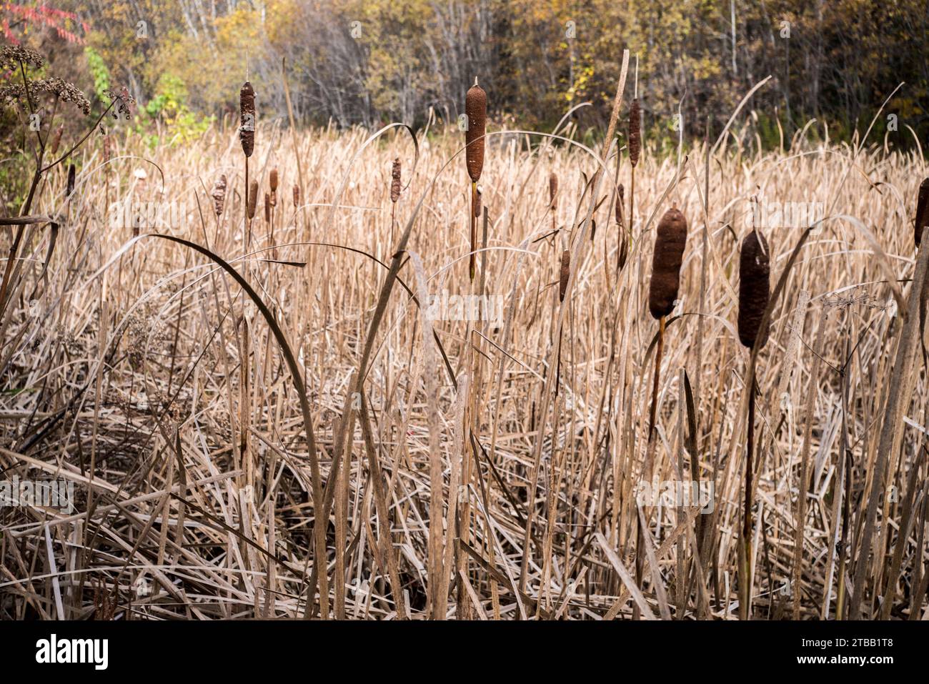 Cattails in fall hi-res stock photography and images - Alamy