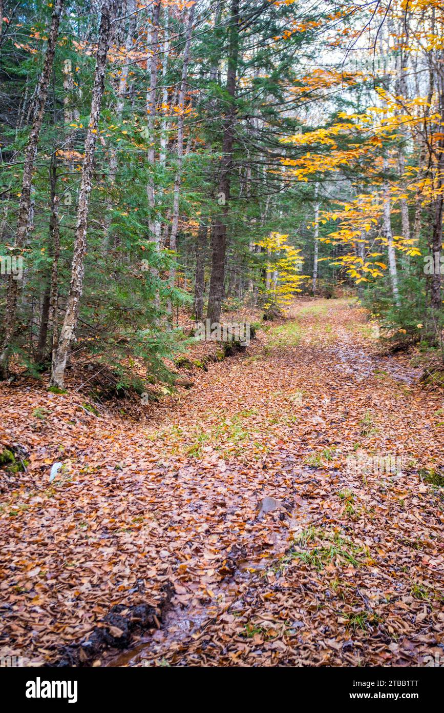 Fall woods Road and Yellow Leaves a scene from a morning walk in New ...