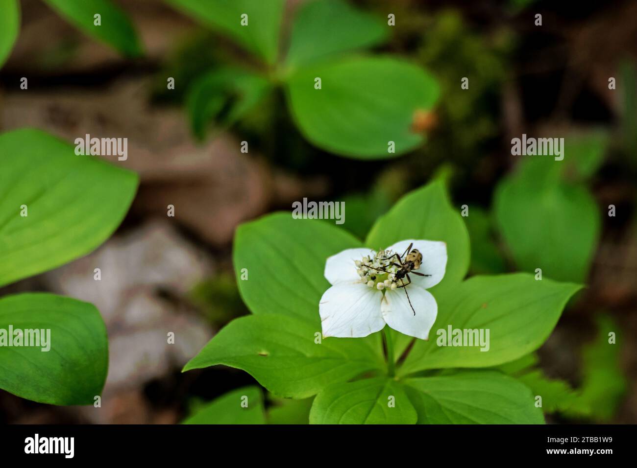 New brunswick scientific hi-res stock photography and images - Alamy