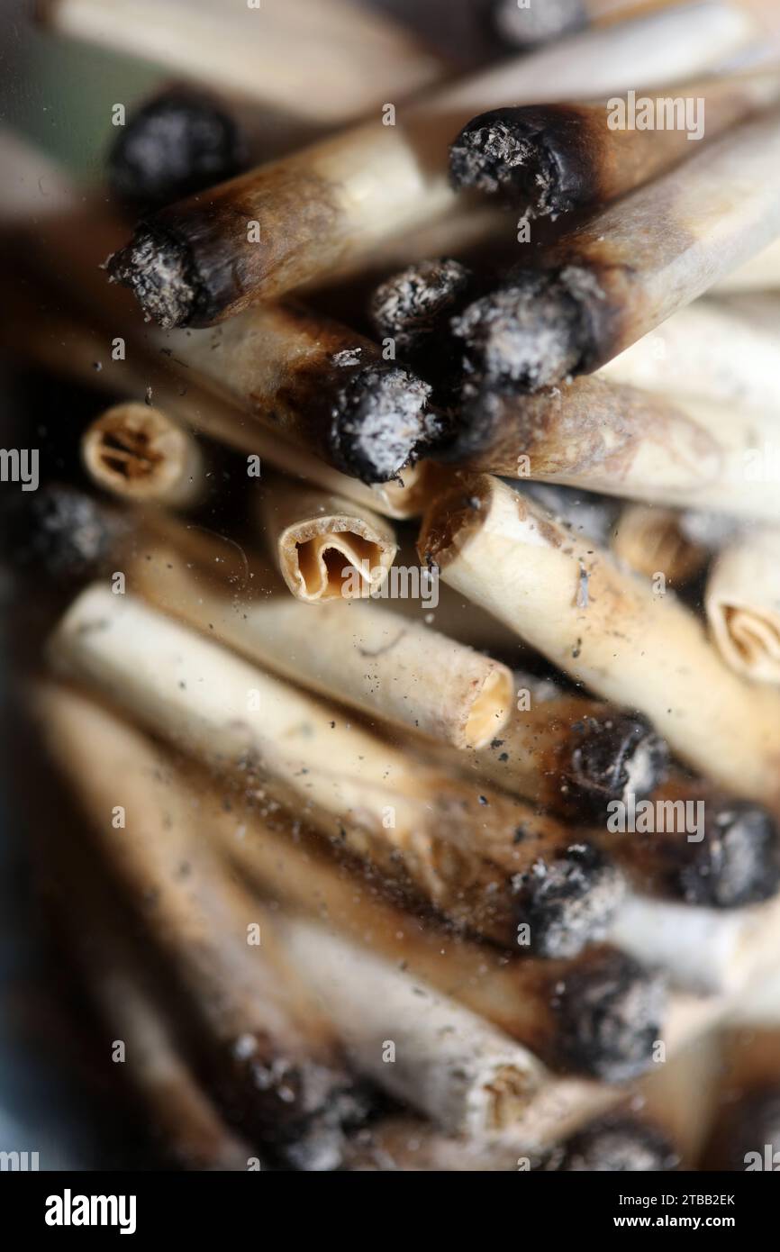 Lots of smoking joints tips in transparent glass macro Medical cannabis ...