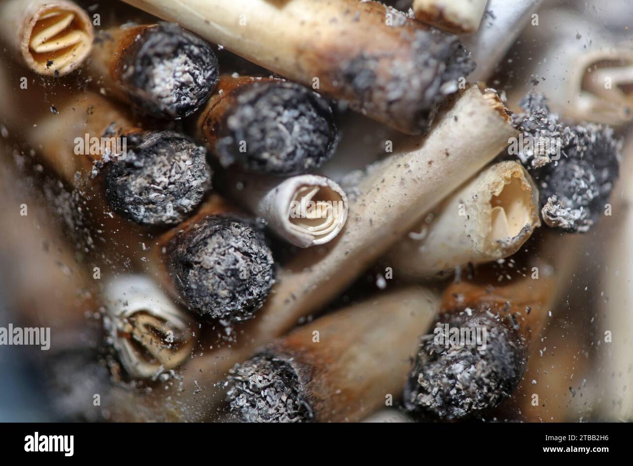 Lots of smoking joints tips in transparent glass macro Medical cannabis ...