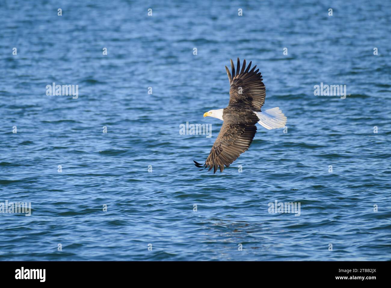 Adult bald eagle with white head turning with wings extended over blue ...