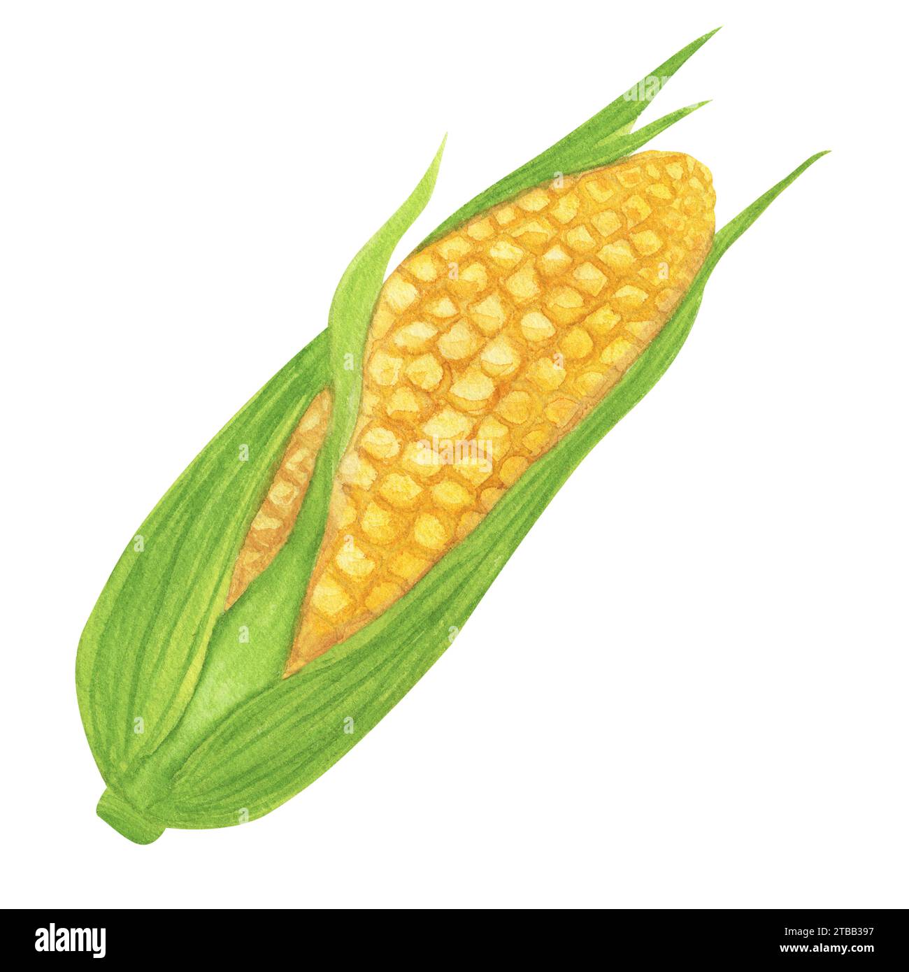 Yellow ripe corn on cob with leafs. Painting fresh vegetable, maize ...