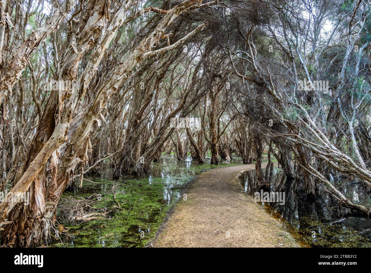Trail through eucalyptus forest. Perth, Australia Stock Photo - Alamy