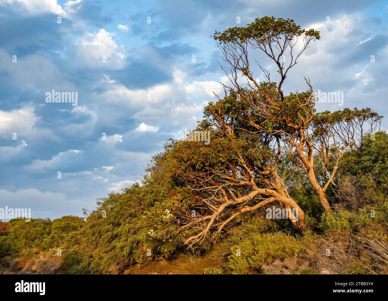 Trees along wind-blown coast of Western Australia Stock Photo - Alamy