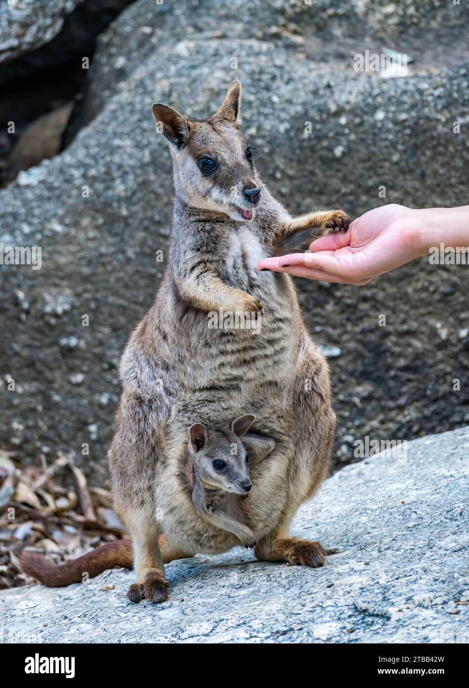 A Mareeba Rock-wallaby (Petrogale mareeba) with a joey in her pouch ...