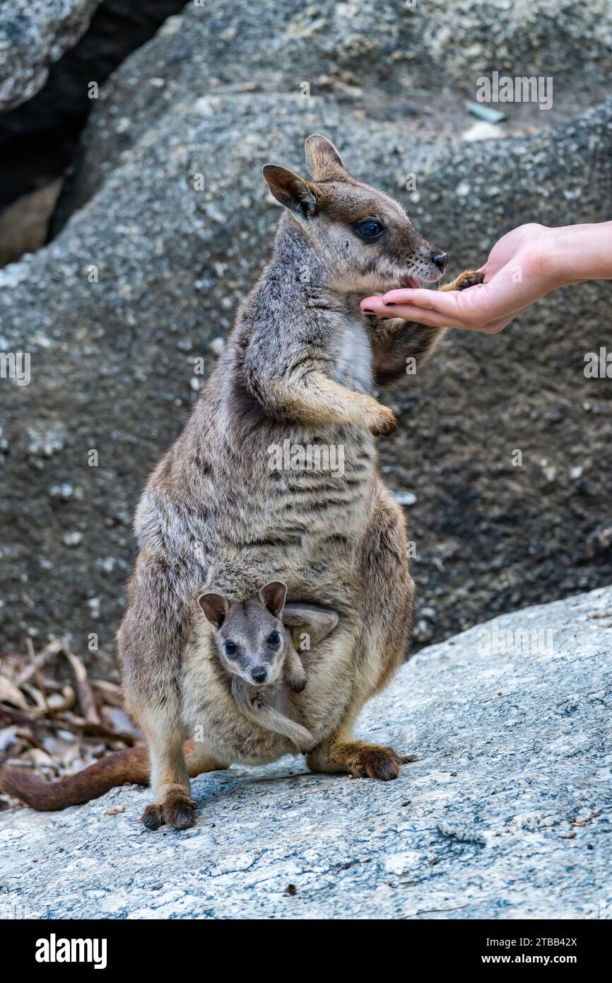 A Mareeba Rock-wallaby (Petrogale mareeba) with a joey in her pouch ...