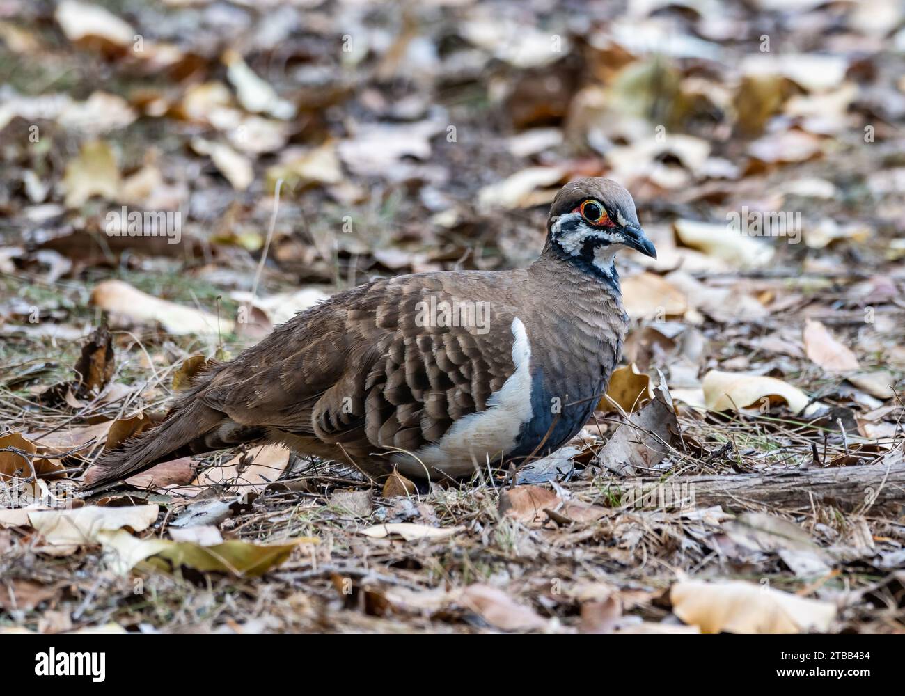 Squatter pigeon pigeon geophaps scripta australia hi-res stock ...
