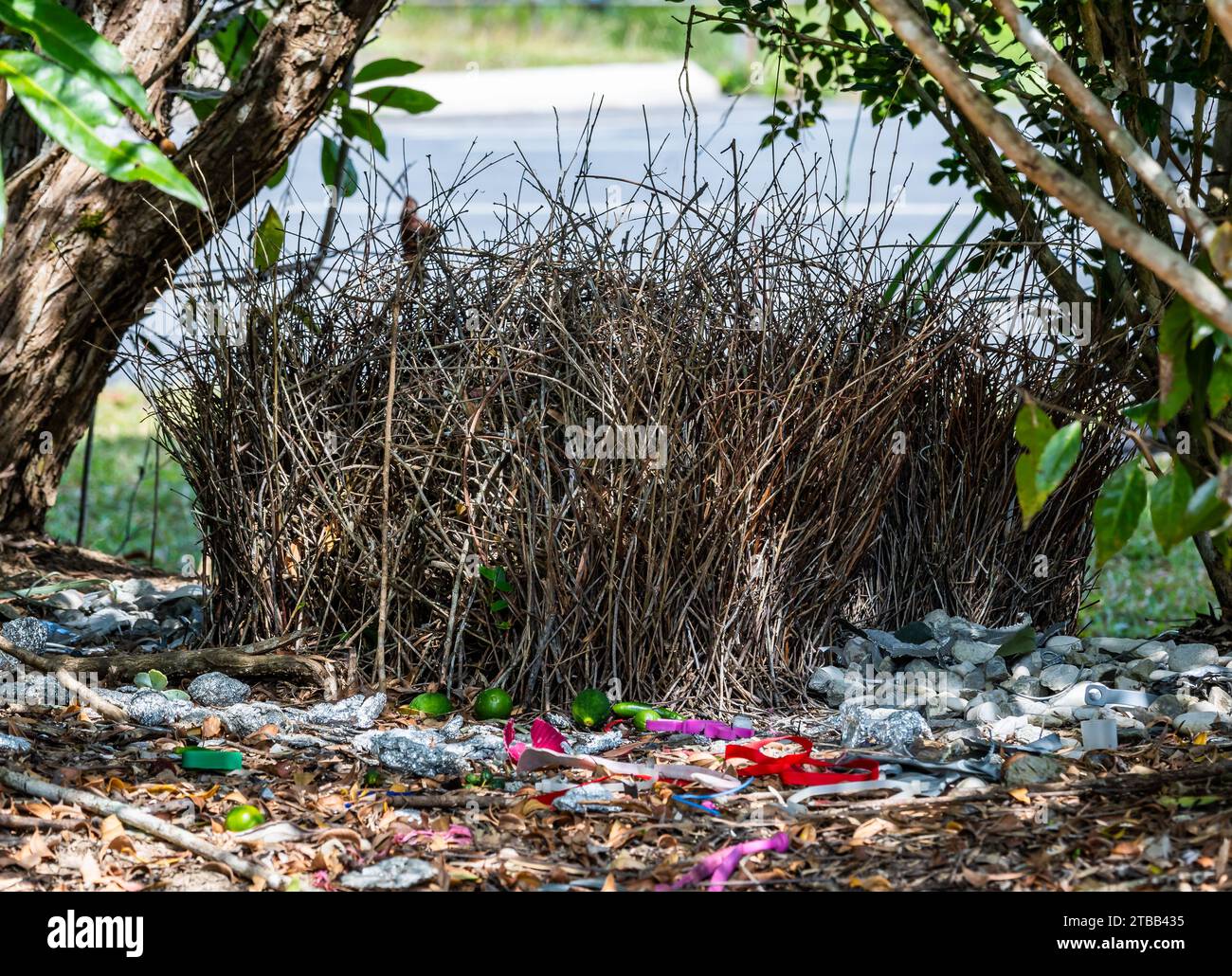The elaborated bower of a Great Bowerbird (Chlamydera nuchalis) with ...