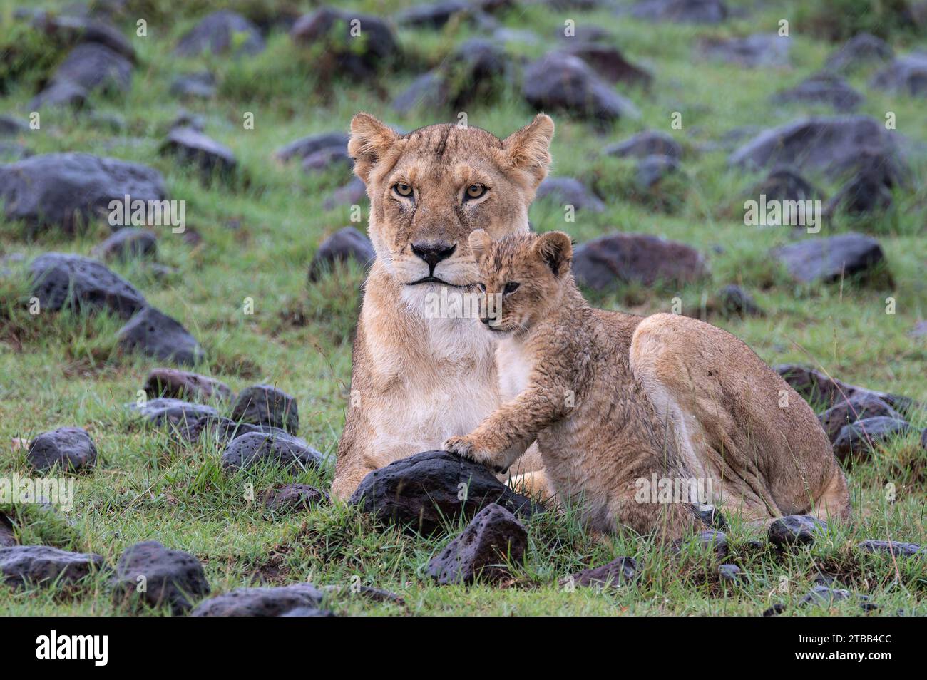 Lioness and cub Stock Photo - Alamy