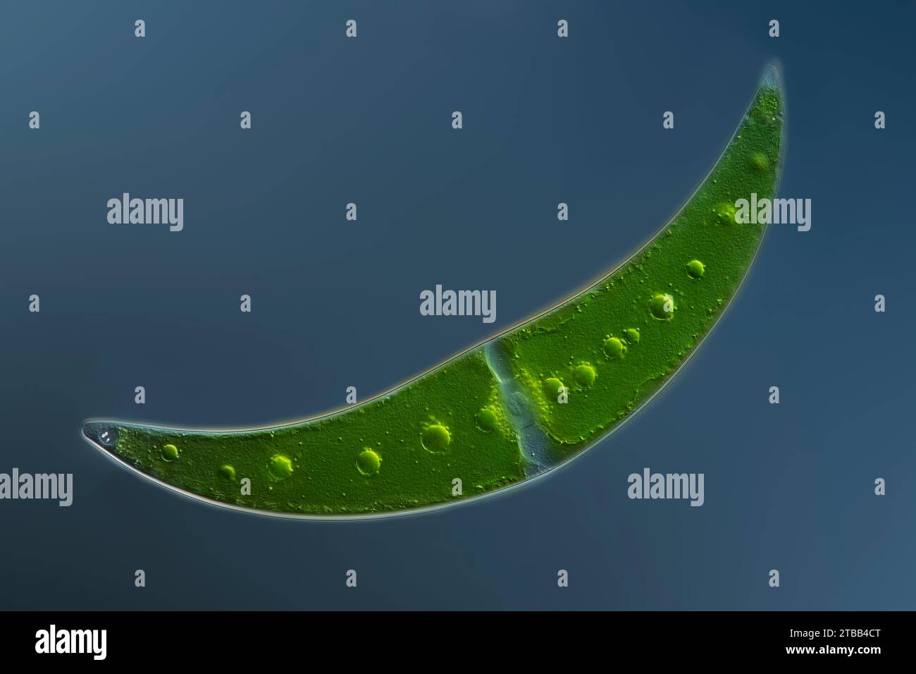 Closterium algae, light micrograph Stock Photo - Alamy