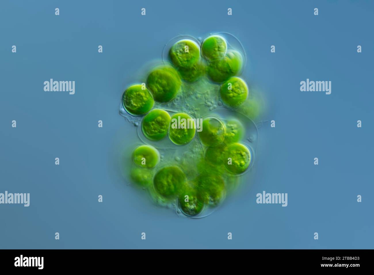Botryococcus algae, light micrograph Stock Photo - Alamy