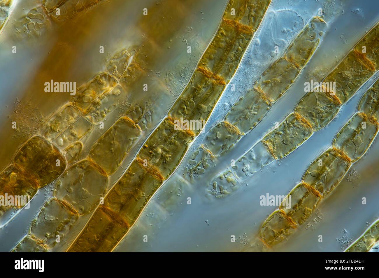 Sphacelaria algae, light micrograph Stock Photo - Alamy