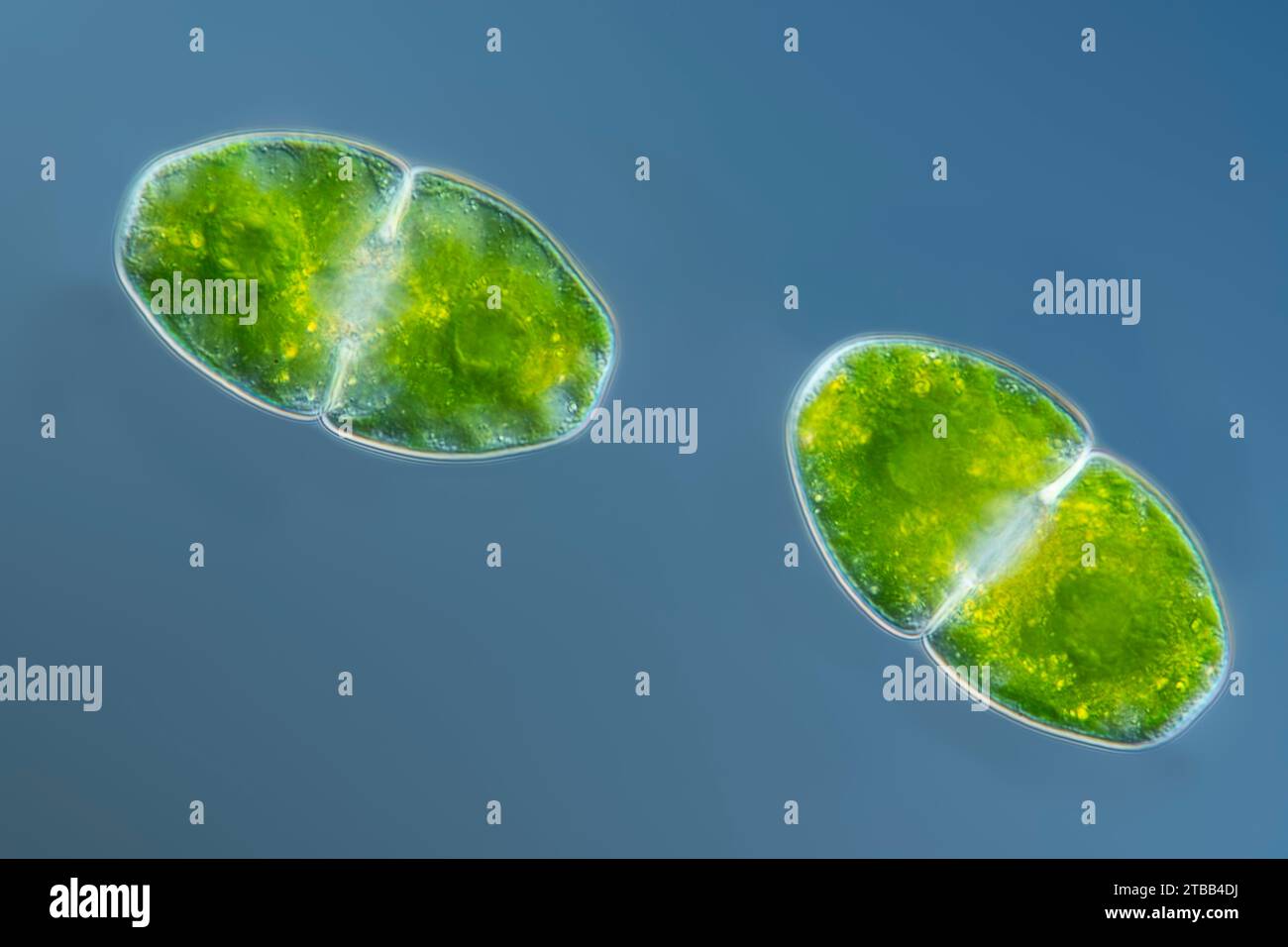 Cosmarium subpyramidatum algae, light micrograph Stock Photo - Alamy