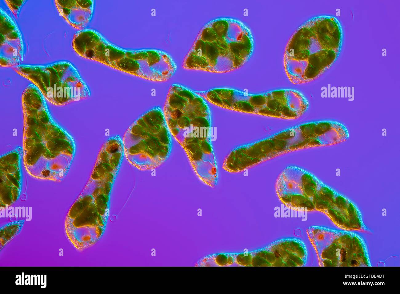 Euglena algae, light micrograph Stock Photo - Alamy