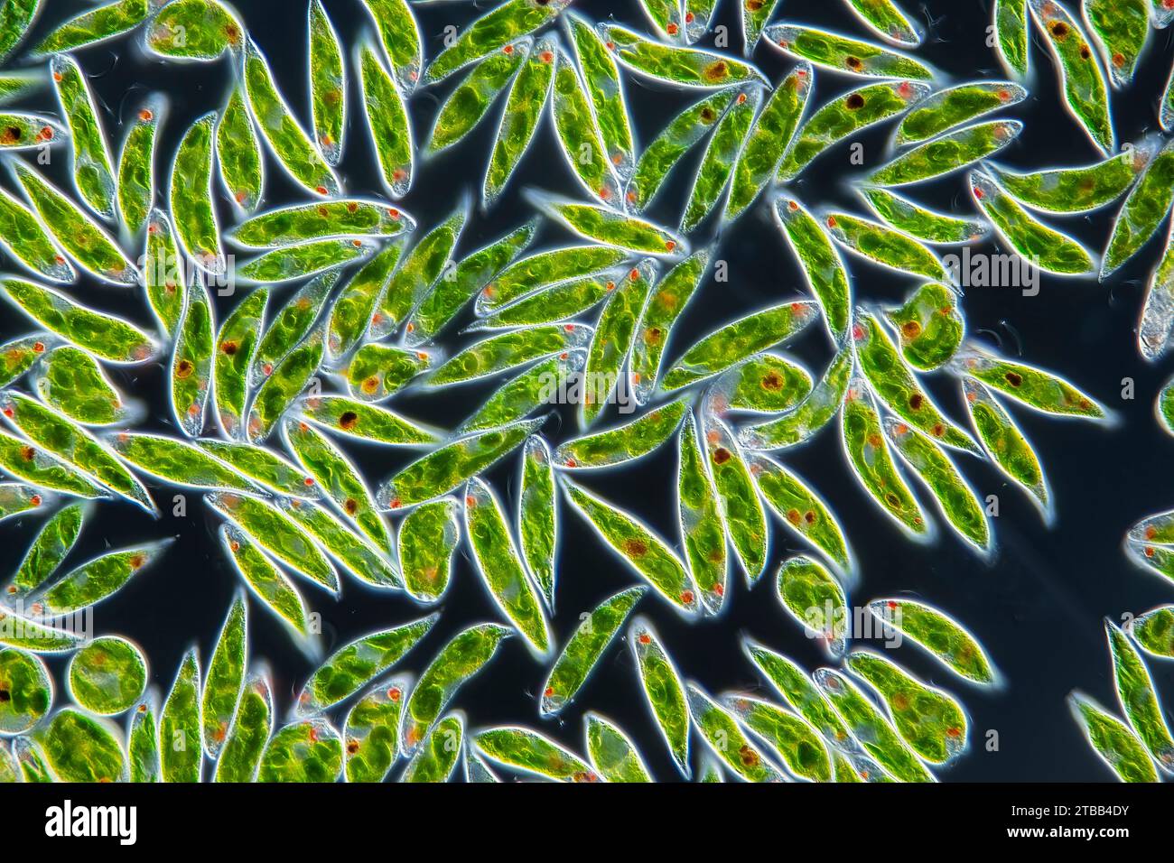 Euglena algae, light micrograph Stock Photo - Alamy