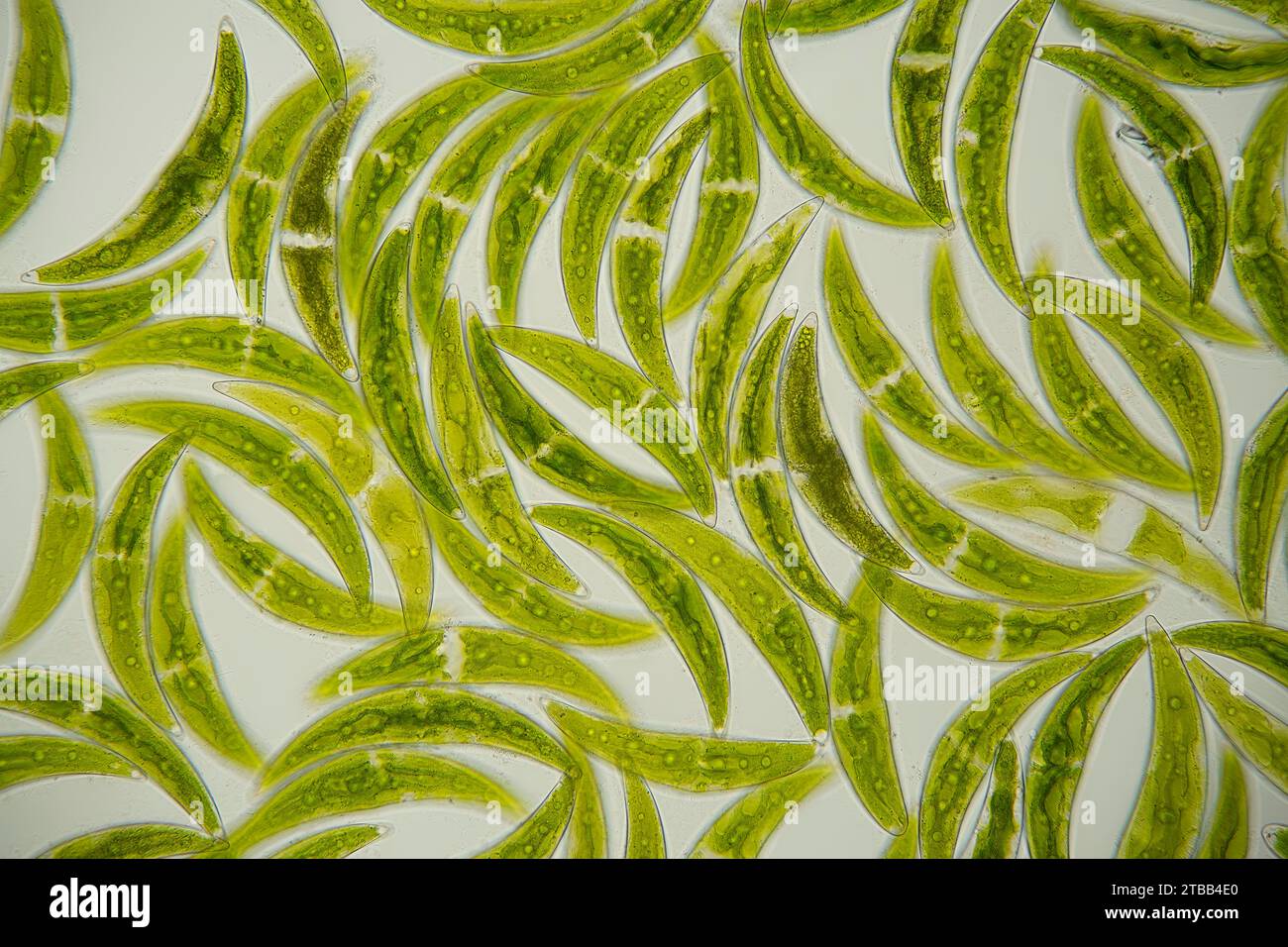 Closterium algae, light micrograph Stock Photo - Alamy