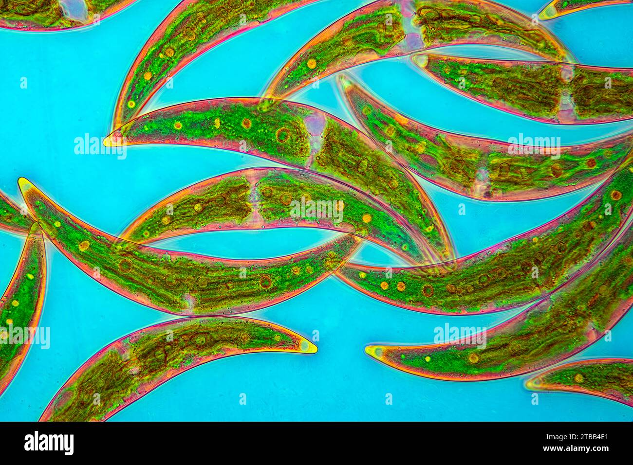 Closterium algae, light micrograph Stock Photo - Alamy