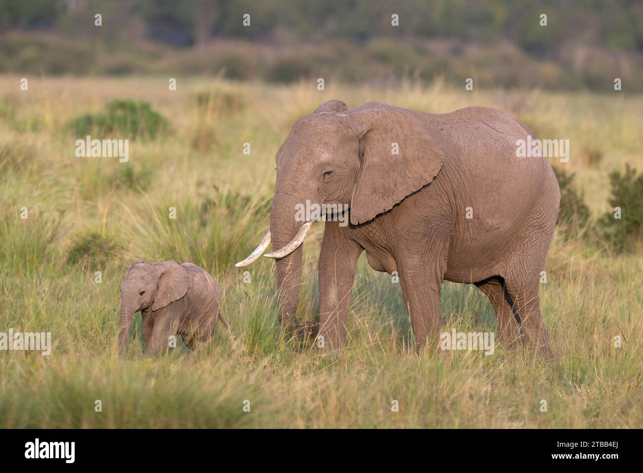 African bush elephant calf Stock Photo - Alamy