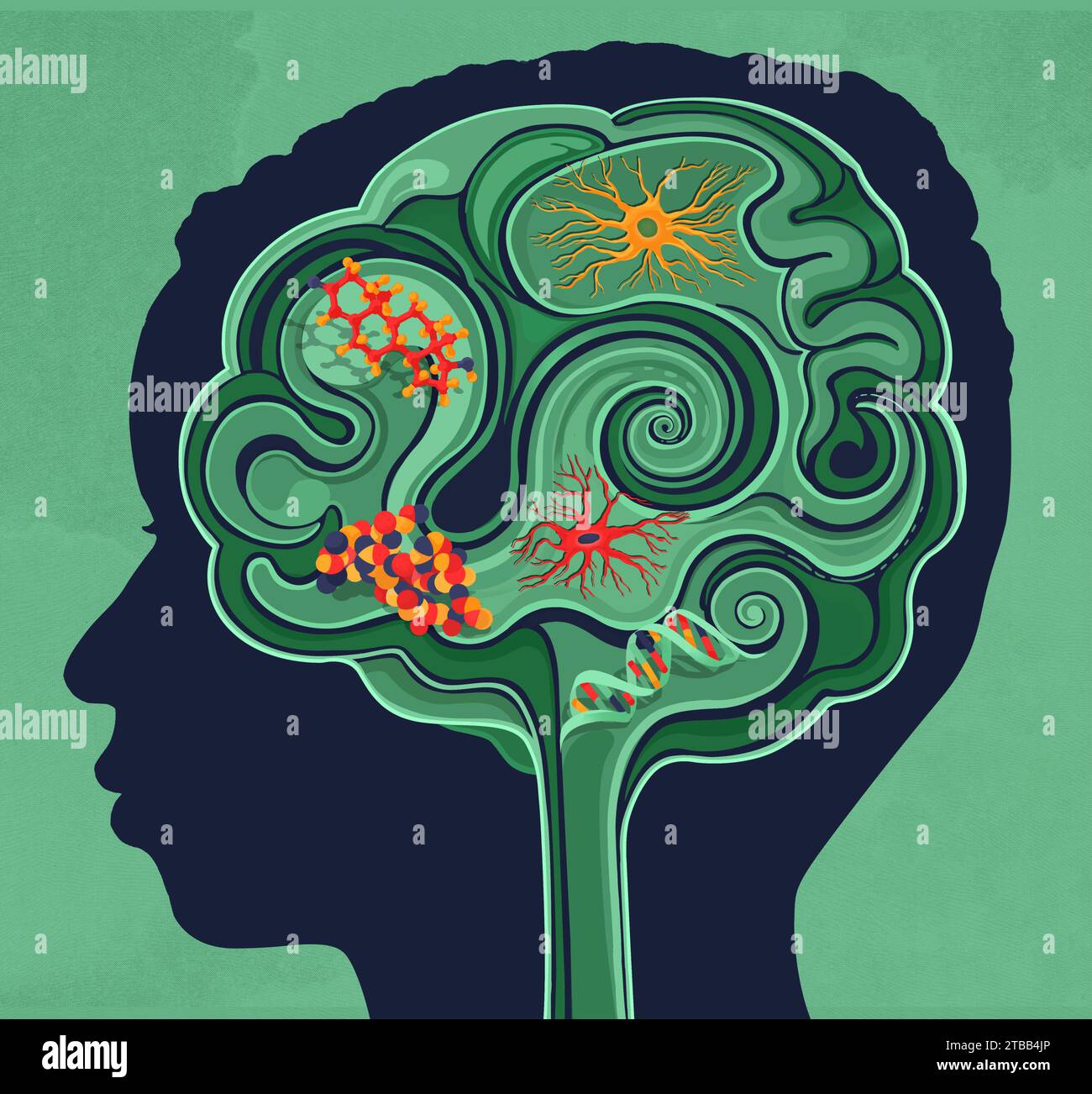 Boy brain, conceptual illustration Stock Photo - Alamy