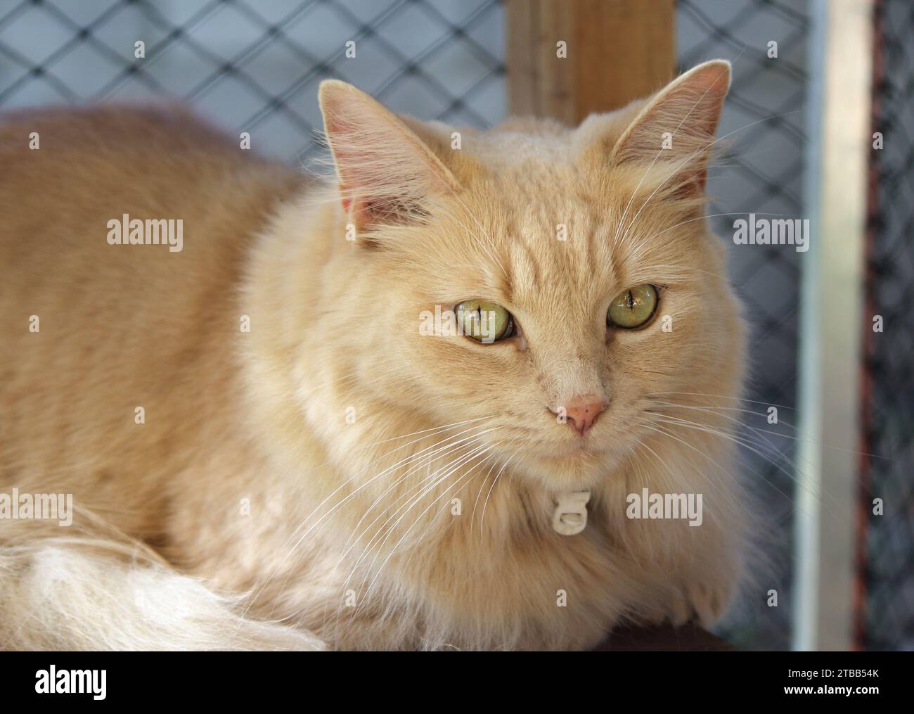 Domestic cat enclosure hi-res stock photography and images - Alamy