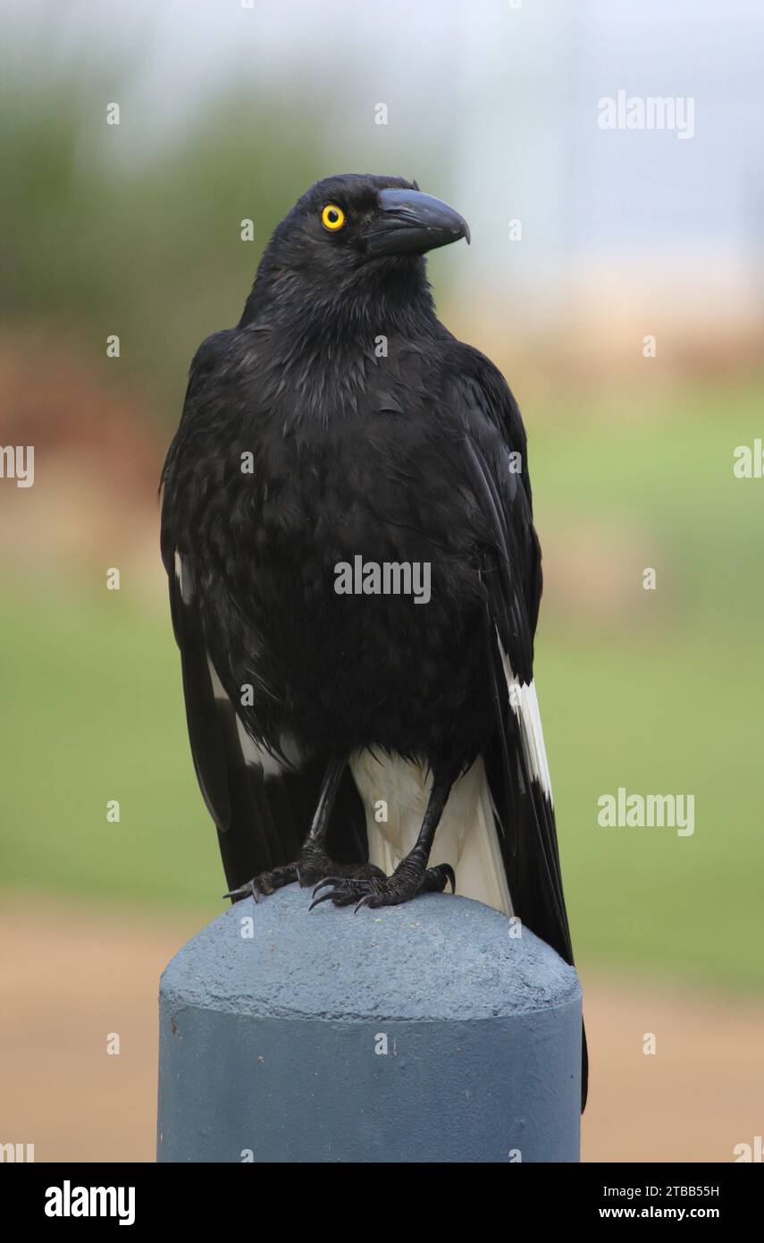 Pied currawong bird sitting on a post in a park in Australia Stock ...