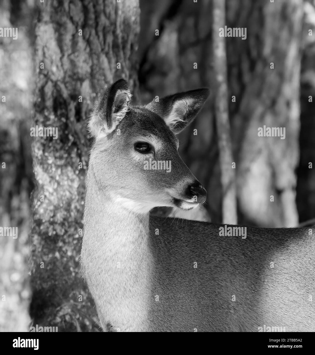Deer face hi-res stock photography and images - Alamy